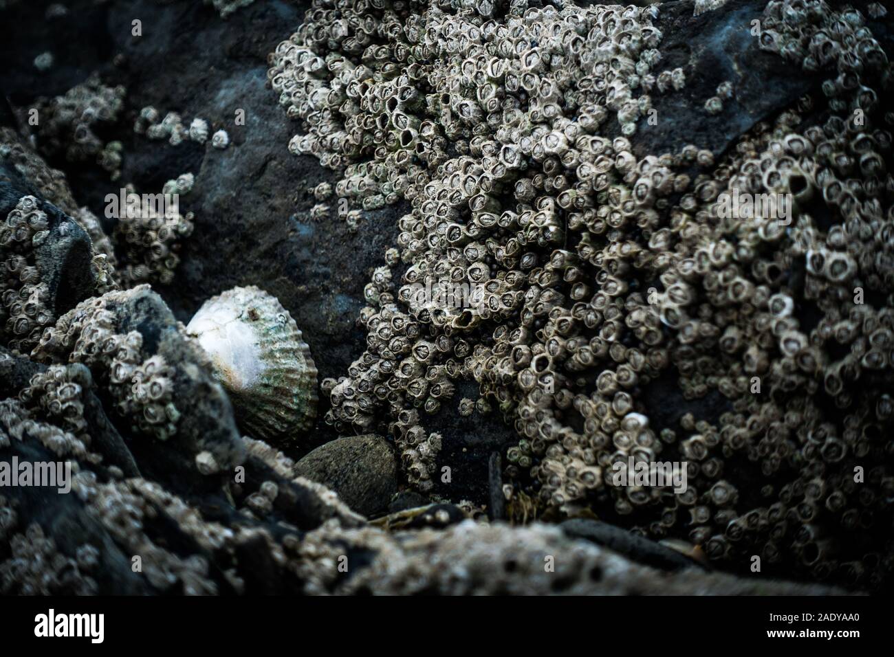 Barnacle shells hi-res stock photography and images - Alamy