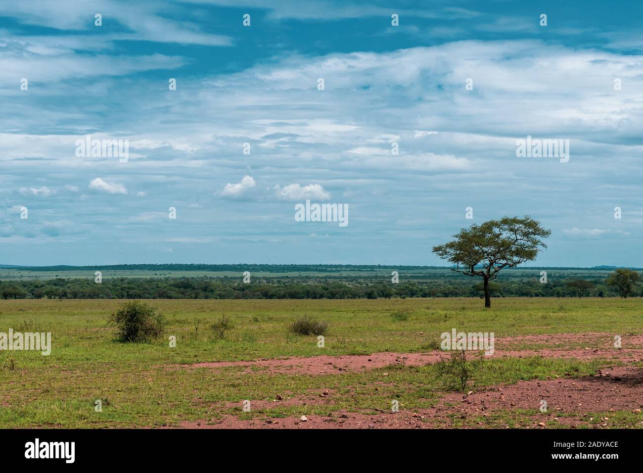 African panorama in Serengeti national park Stock Photo - Alamy