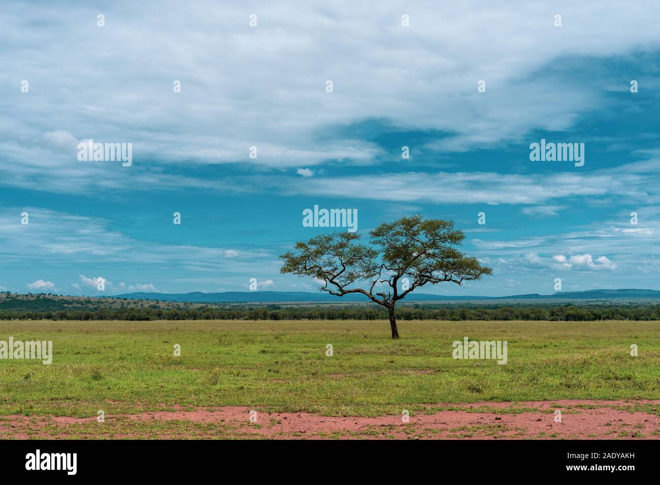 African panorama in Serengeti national park Stock Photo - Alamy