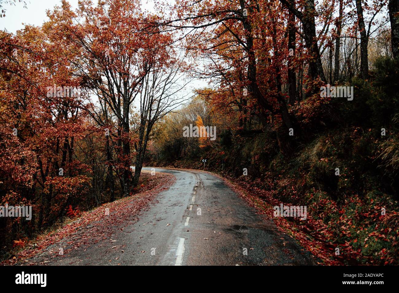 Mountain road crossing a forest with autumn colors Stock Photo - Alamy