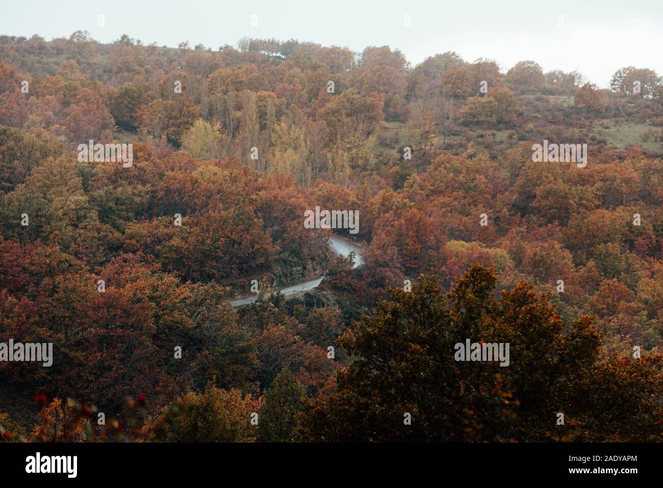 Mountain road crossing a forest with autumn colors Stock Photo - Alamy