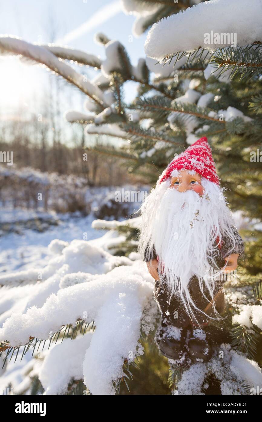 small Santa Claus on the Christmas tree with snow. Father Christmas to ...
