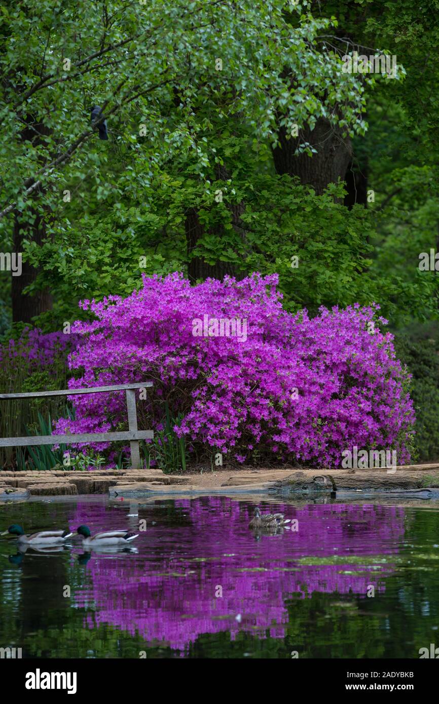 Isabella plantation and pond hi-res stock photography and images - Alamy