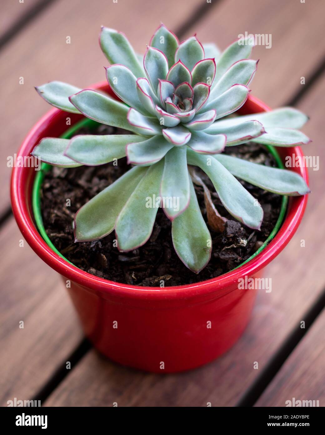 Ornamental tree in container hi-res stock photography and images - Alamy