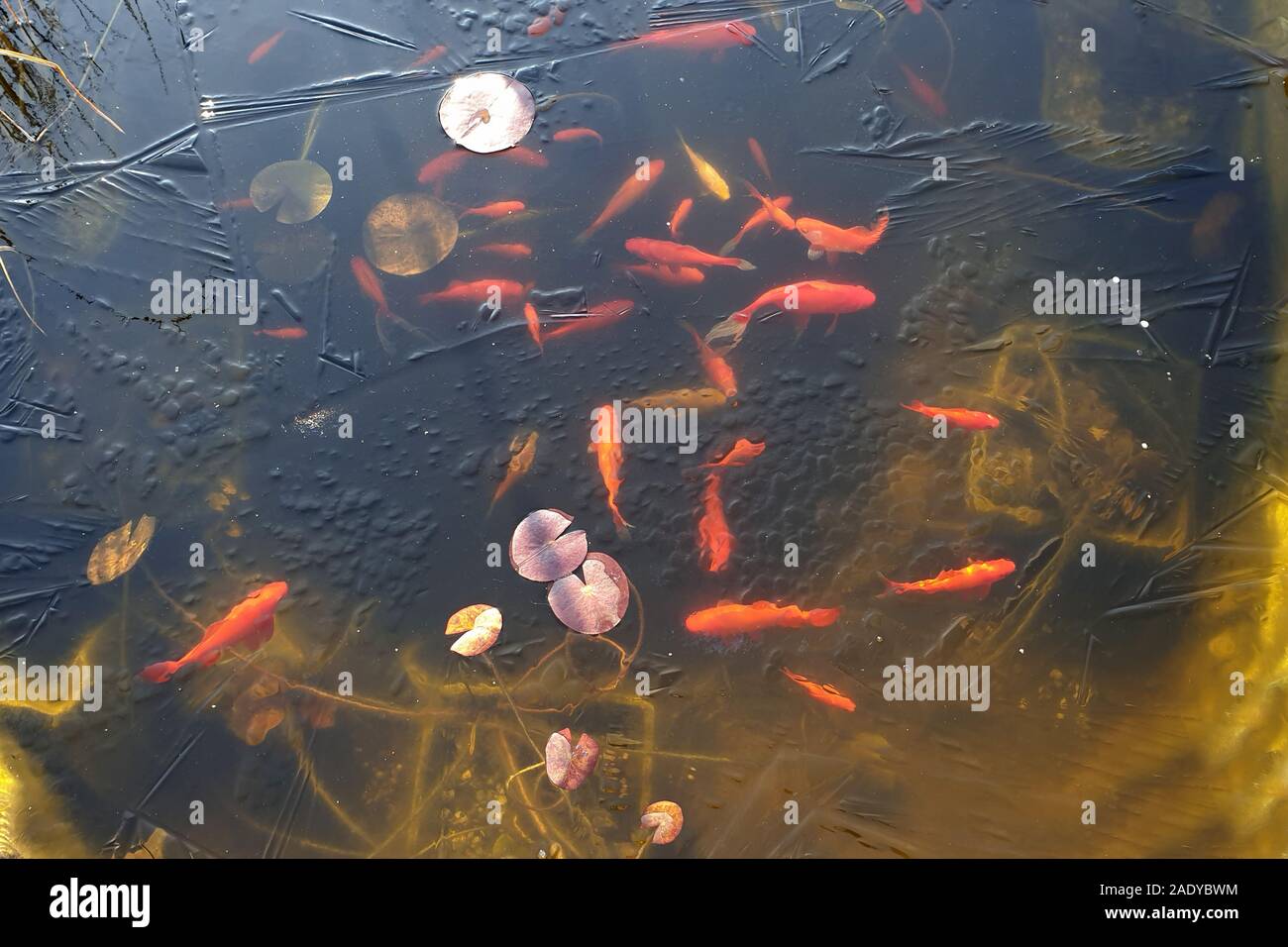 Collecting fresh fish hi-res stock photography and images - Alamy