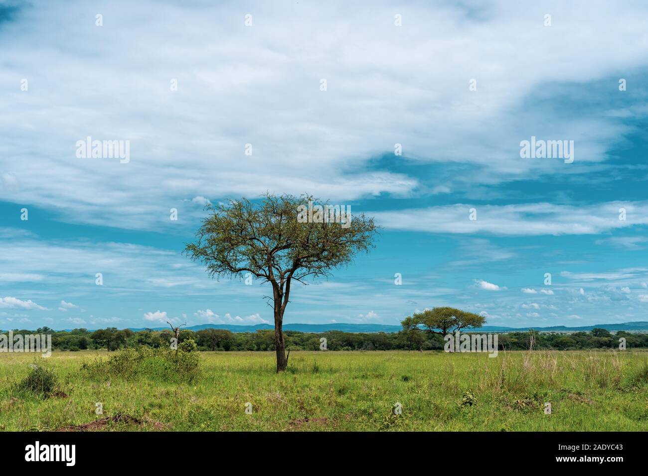 African panorama in Serengeti national park Stock Photo - Alamy