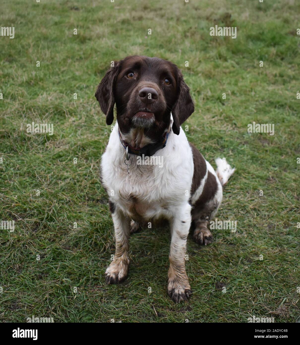 Springer spaniel sat down hi-res stock photography and images - Alamy