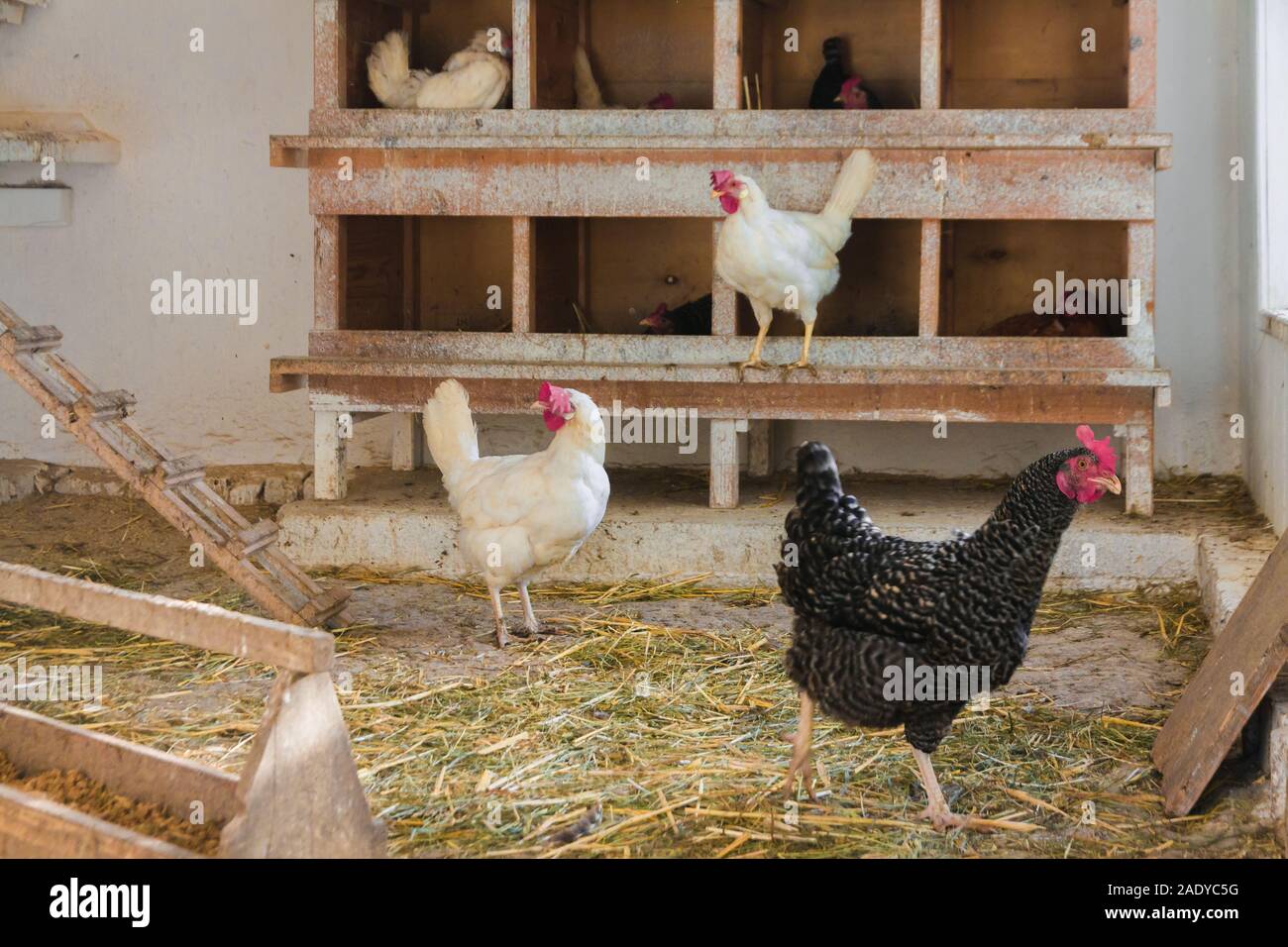 Poultry farming germany hi-res stock photography and images - Alamy