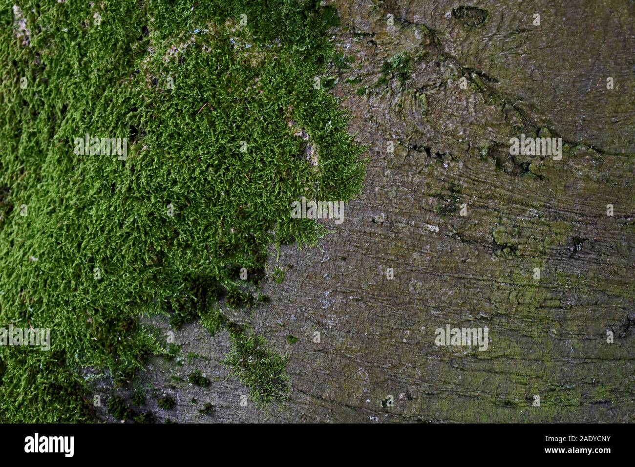 Full frame of moss hi-res stock photography and images - Alamy