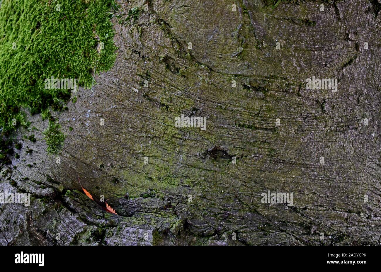 Moss textures hi-res stock photography and images - Alamy