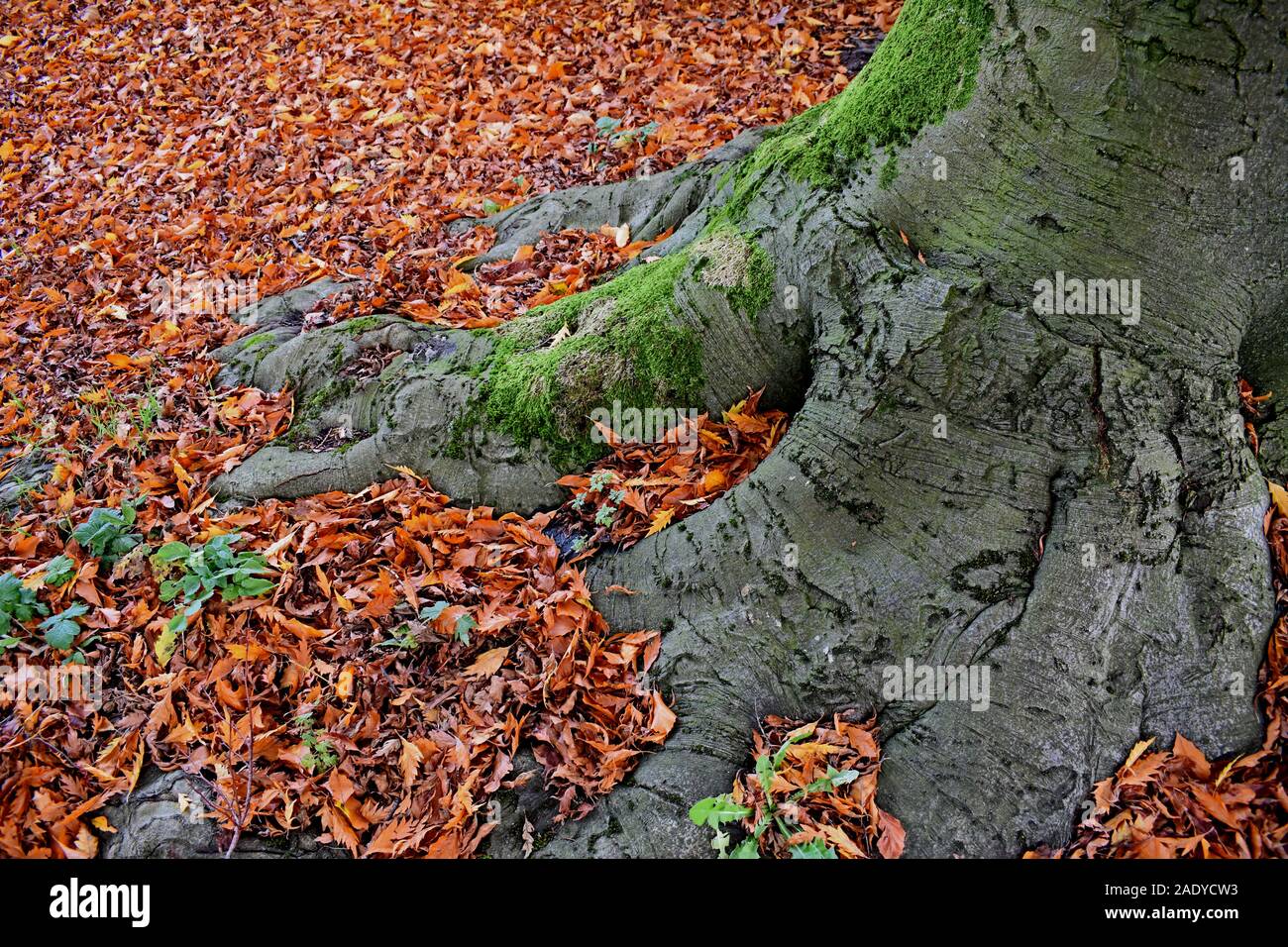 Close up leaves tree trunk hi-res stock photography and images - Alamy