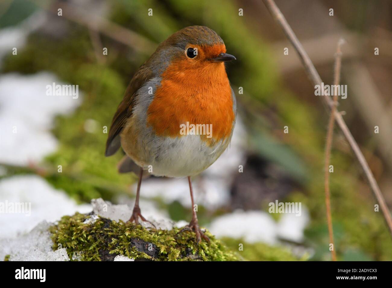 A Robin standing on a log patched with snow in the woods at Lackford ...