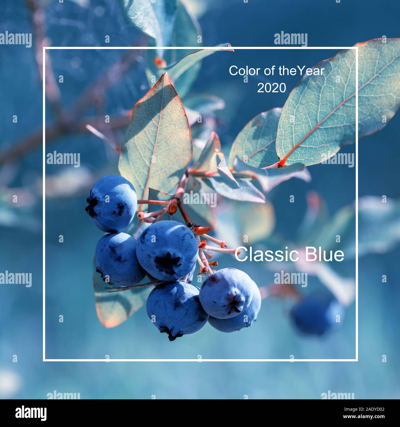 Fresh Organic Blueberries on the bush, close up, tinted effect, color ...