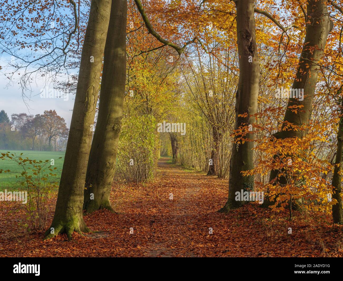 autumn leaves in germany Stock Photo - Alamy