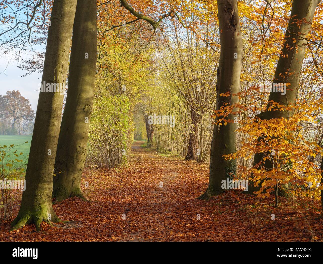 autumn at the river Stock Photo - Alamy