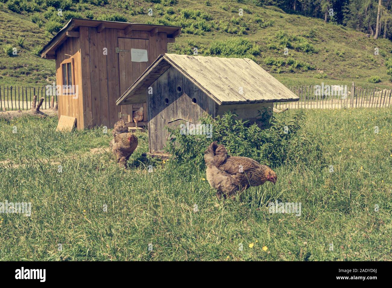 Chicken grazing grass outdoor on a farm. Family zoo with farm-animals ...