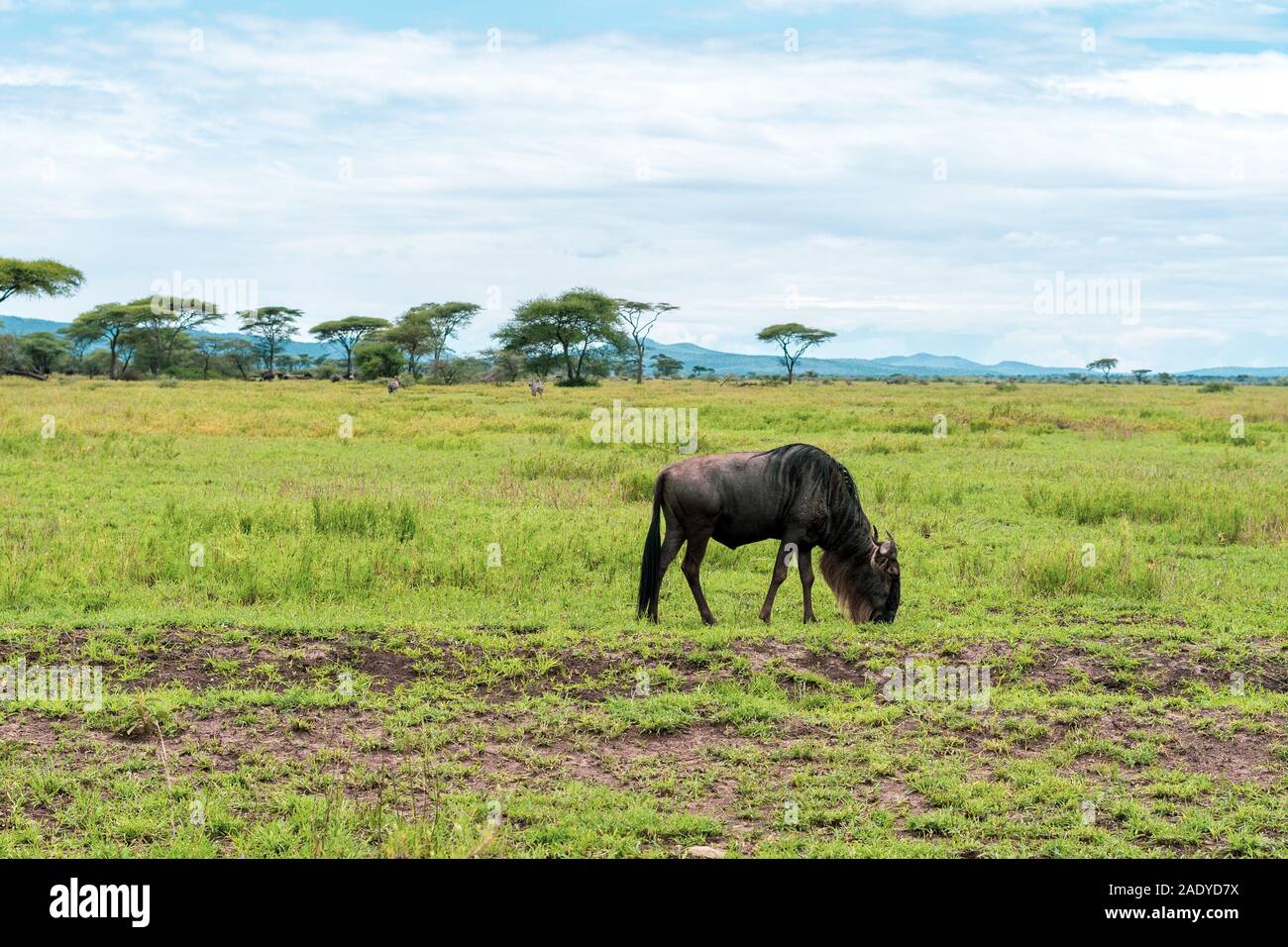 African panorama in Serengeti national park Stock Photo - Alamy