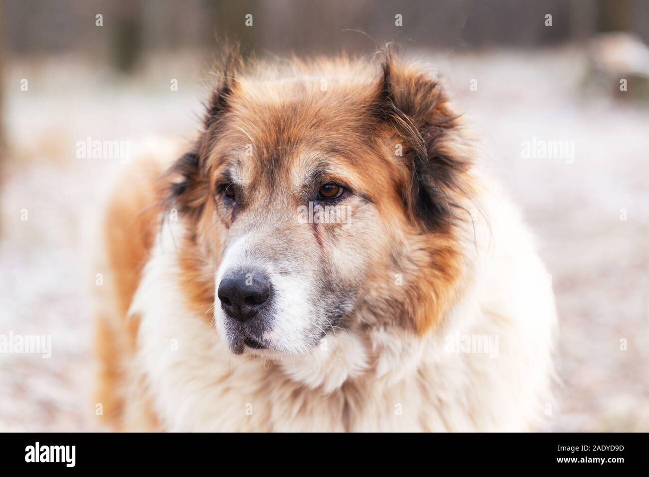 Bernard Dog High Resolution Stock Photography and Images - Alamy