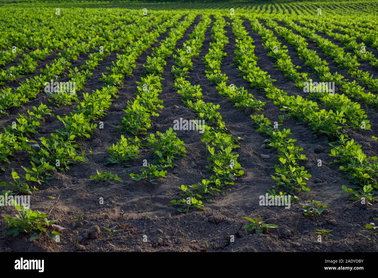 Peanuts growing hi-res stock photography and images - Alamy