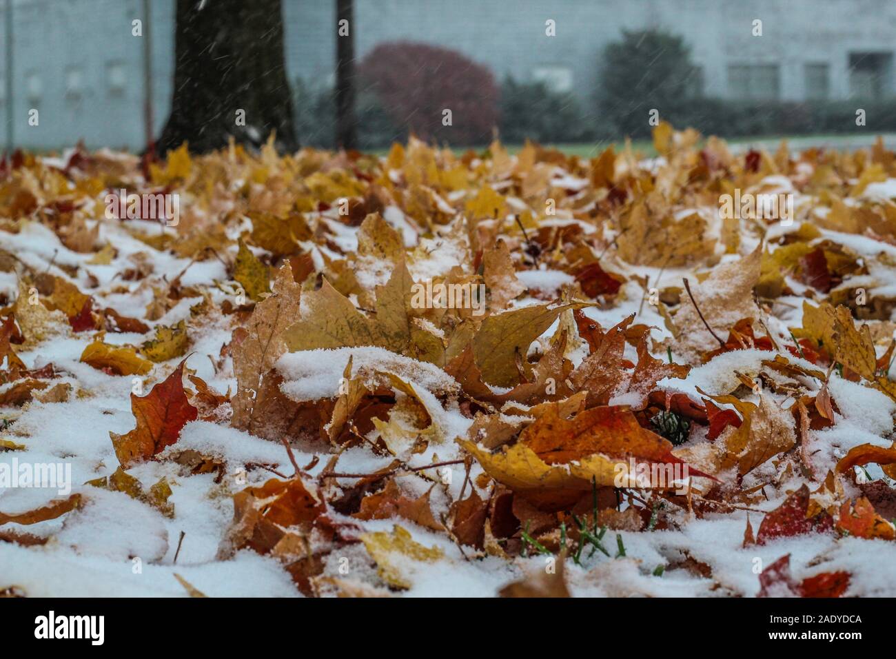 Snow covered leaves after the first snow fall of the season in ...
