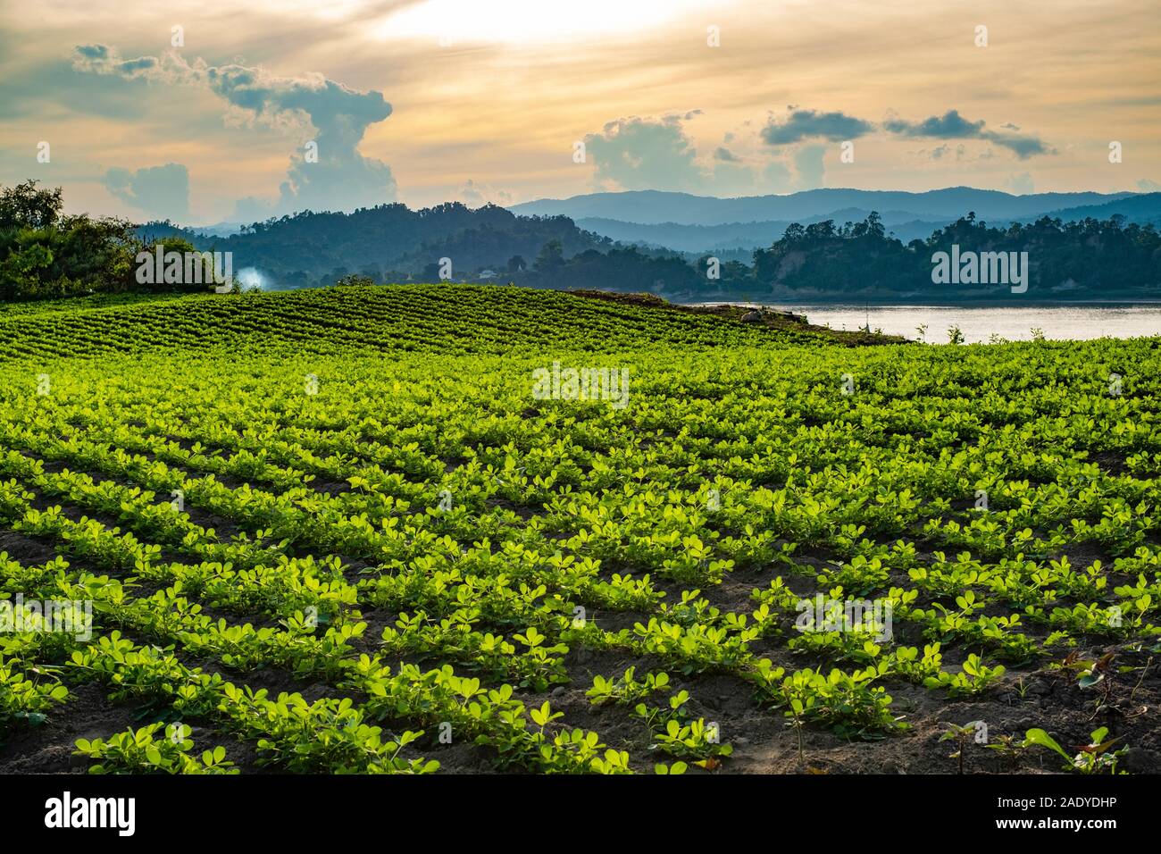 Peanuts growing hi-res stock photography and images - Alamy
