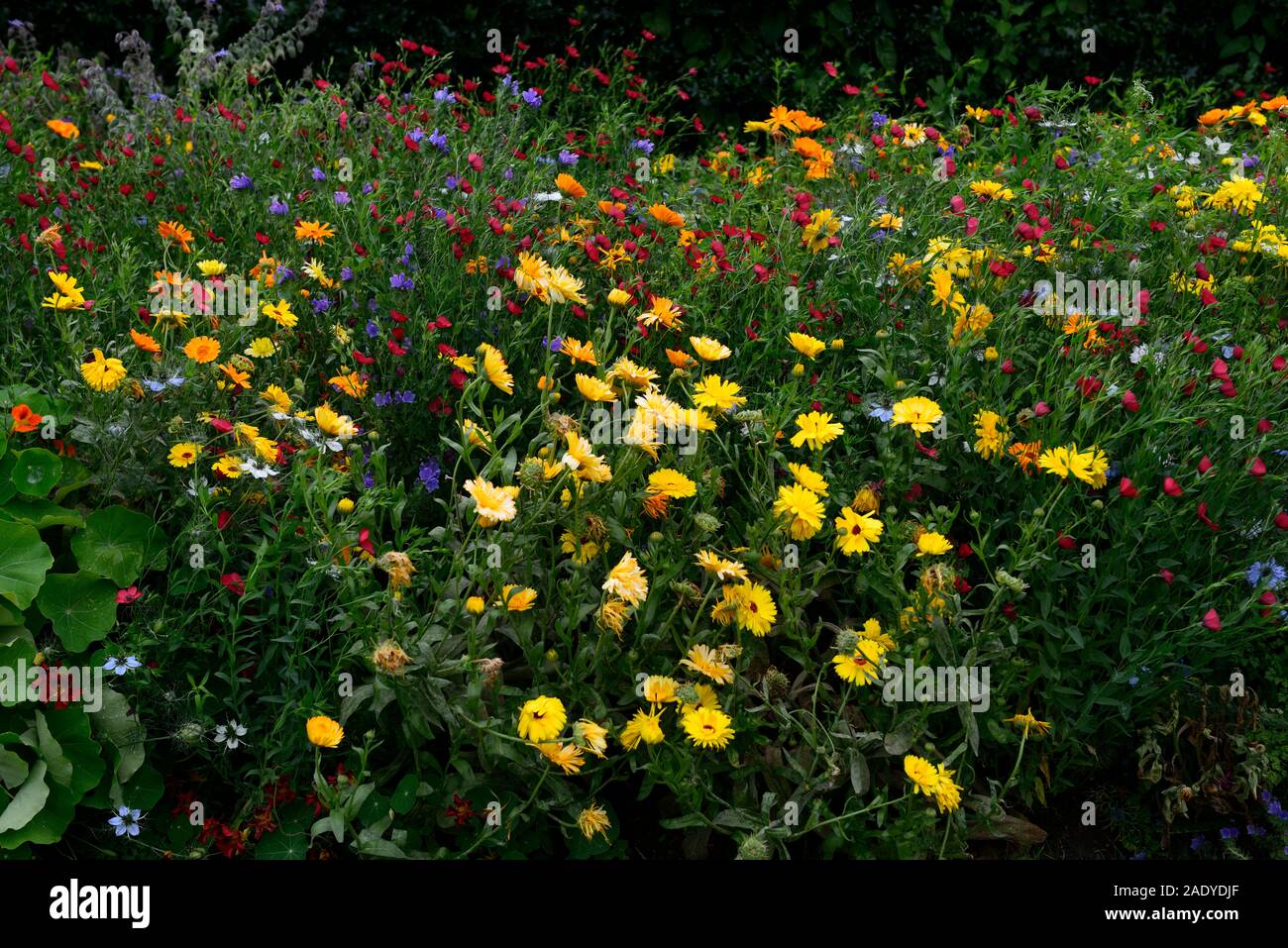 hardy annual,annuals,carpet,mix,mixed,planting,wildlflower,wildflowers ...