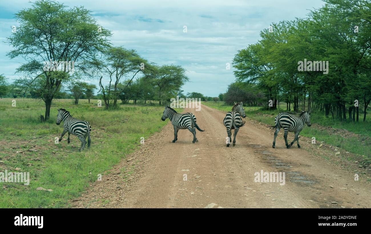 African panorama in Serengeti national park Stock Photo - Alamy
