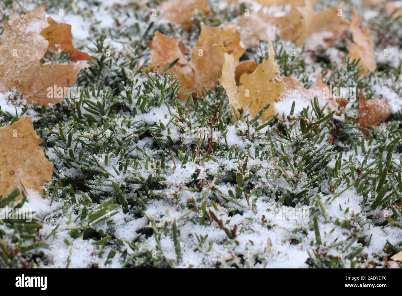 First snowfall of the year Stock Photo - Alamy