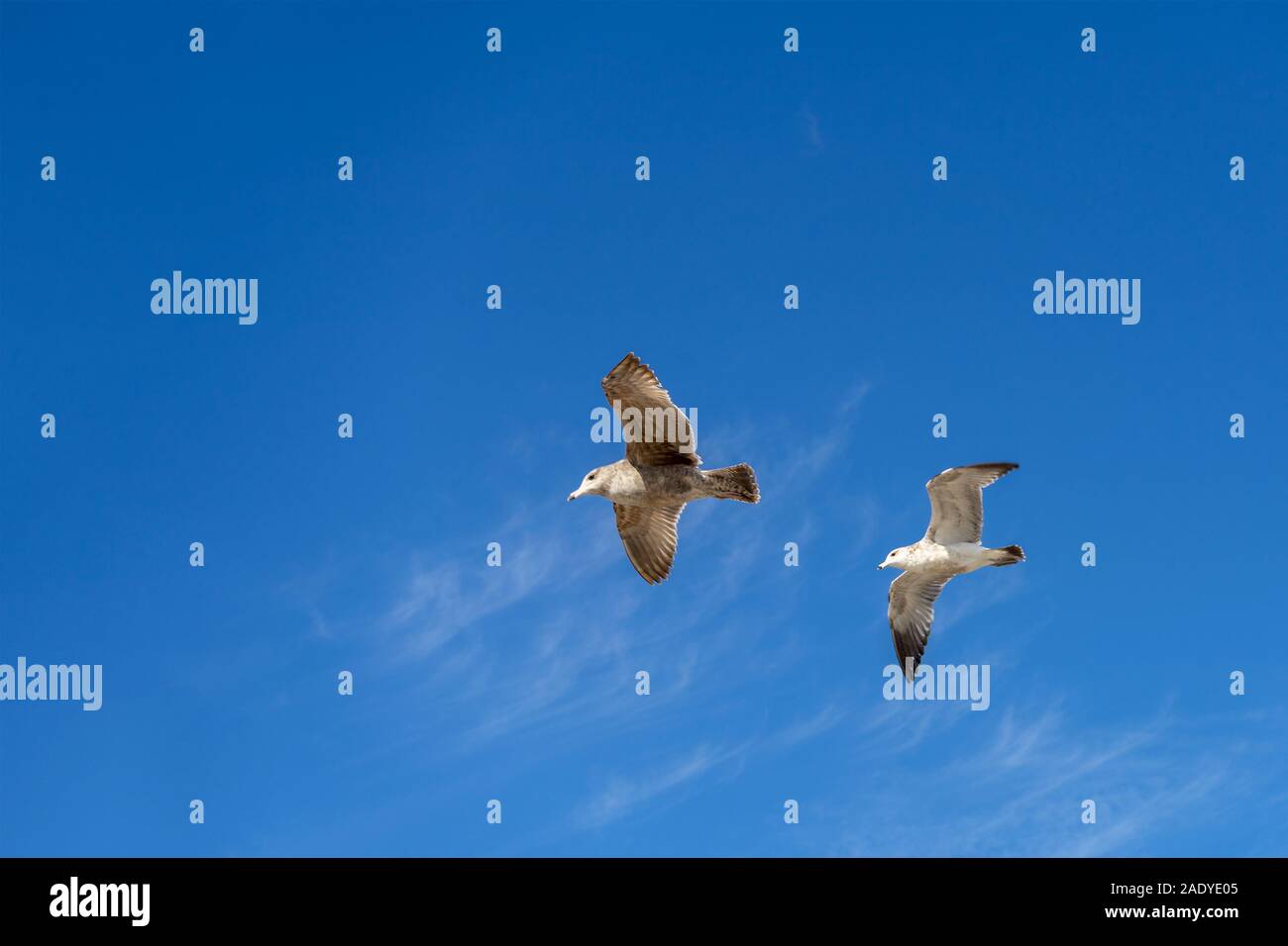 Two seagulls in flight with blue sky Stock Photo - Alamy