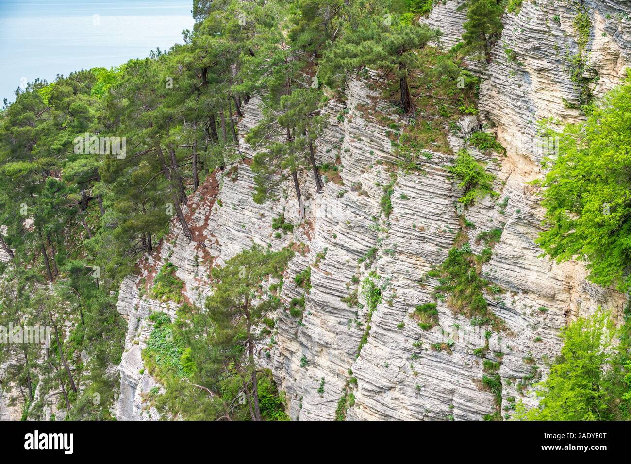 Rocky cliff in dense green forest. Spring colors in the mountain forest ...