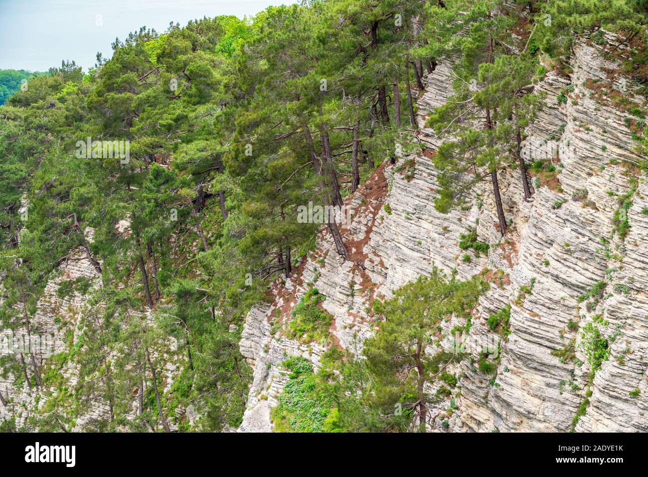 Rocky cliff in dense green forest. Spring colors in the mountain forest ...