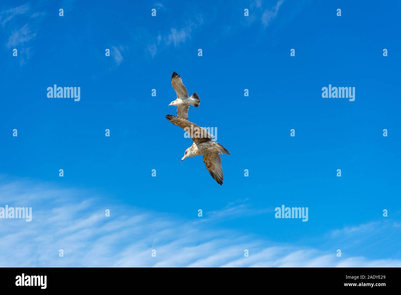 Two seagulls flying in blue sky Stock Photo - Alamy