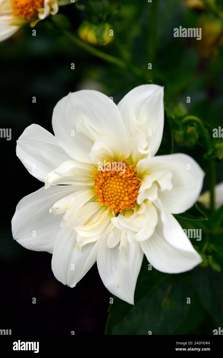 dahlia white chocolate,collarette dahlias,dahlia,white,flower,flowers ...