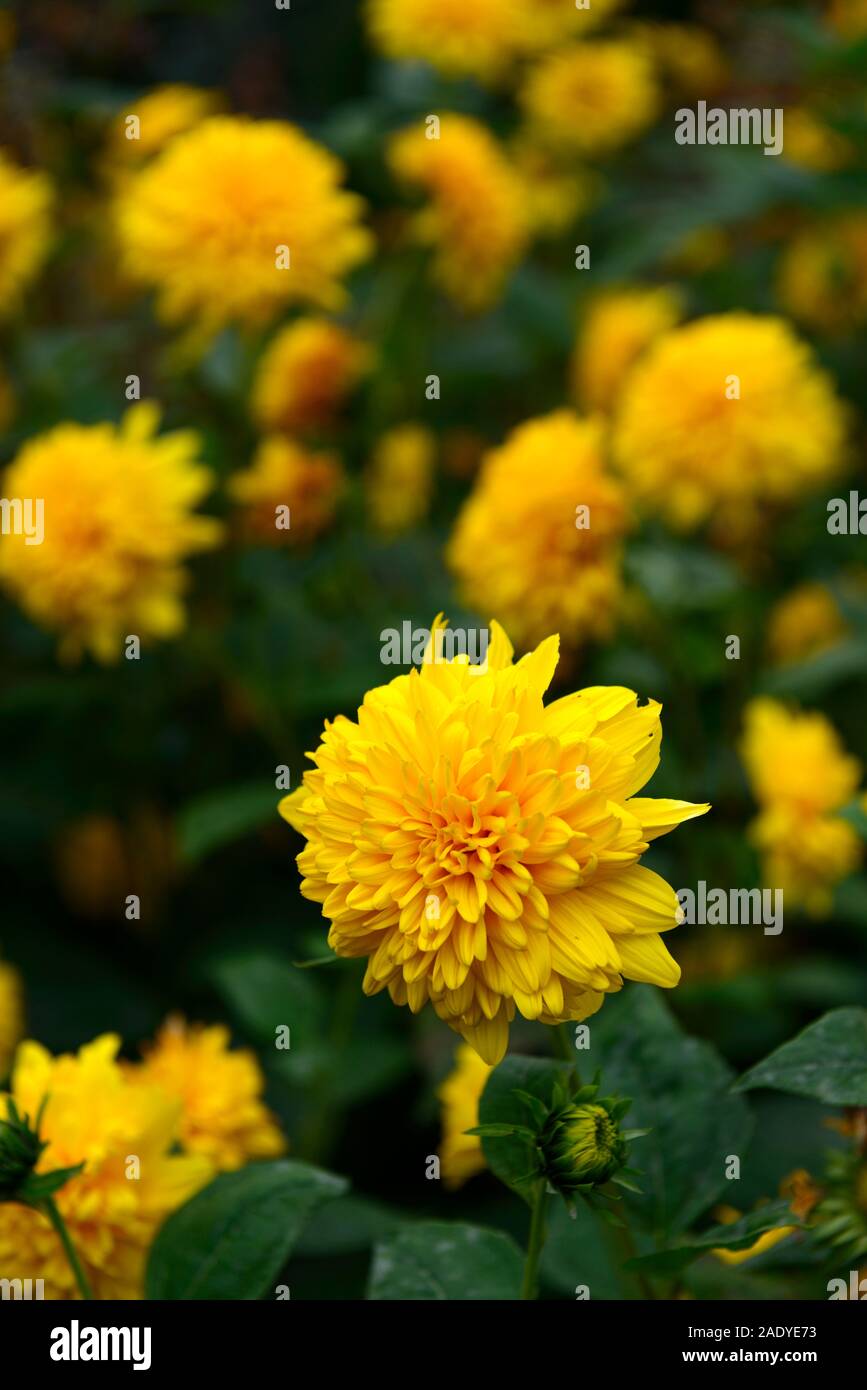 Helianthus x multiflorus hi-res stock photography and images - Alamy