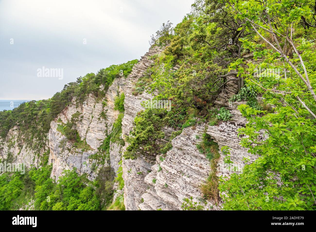 Rocky cliff in dense green forest. Spring colors in the mountain forest. Natural background ...