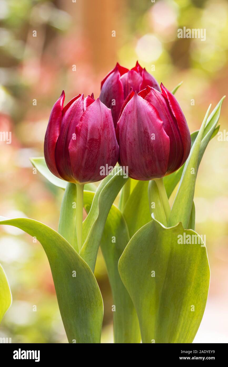 Natural red tulips leaves hi-res stock photography and images - Alamy