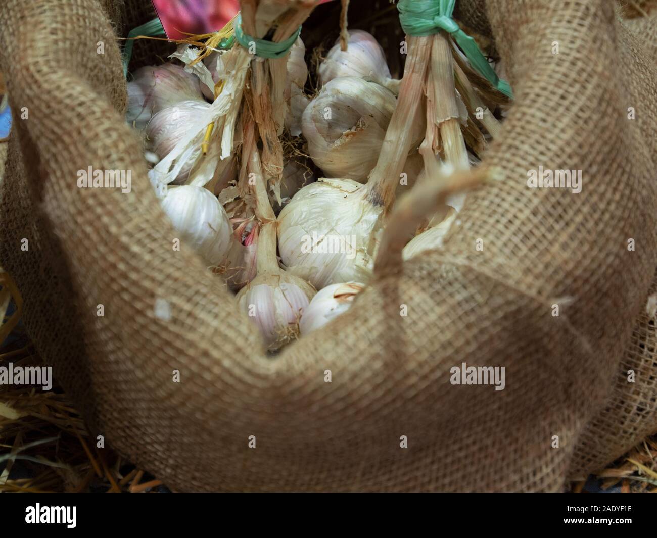 fresh garlic in a jute sack Stock Photo - Alamy