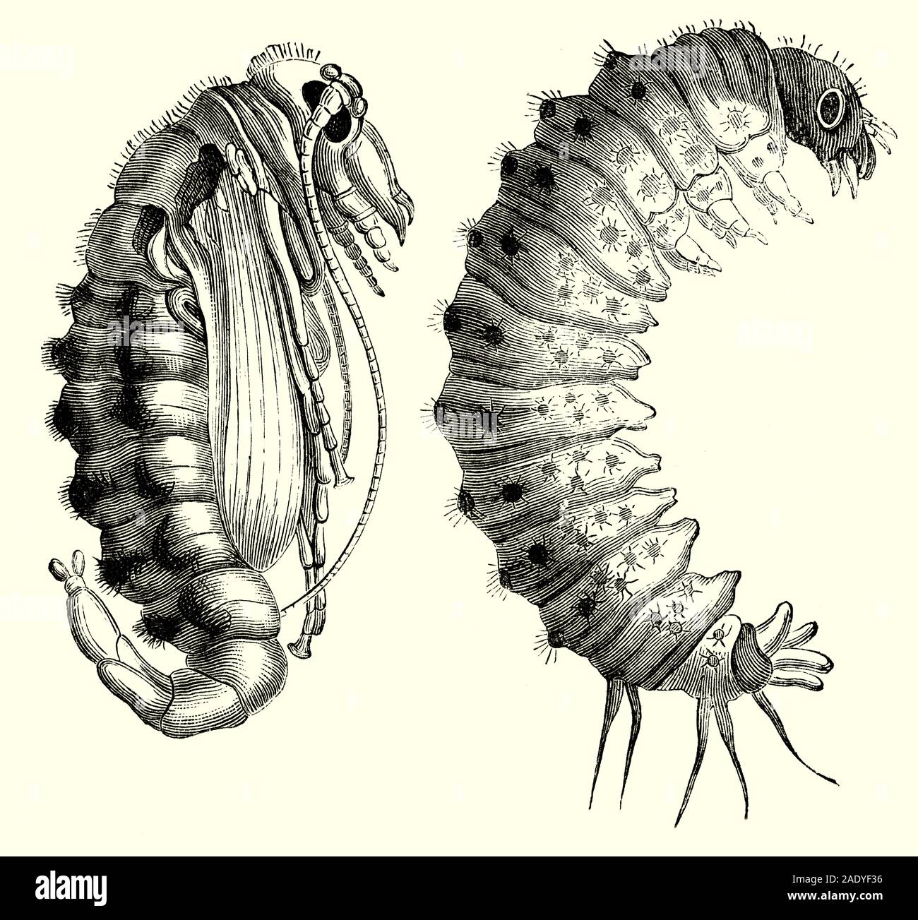 The metamorhoses of a fly from Larvae to Nymph. True flies are insects ...