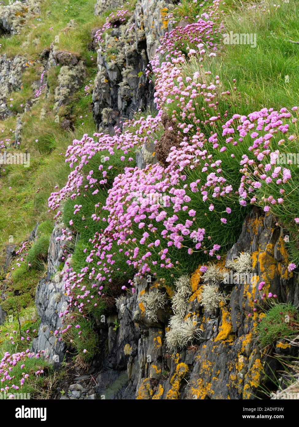 Sea thrift ( Armeria maritima ) growing on sea coast, Isle of Colonsay ...
