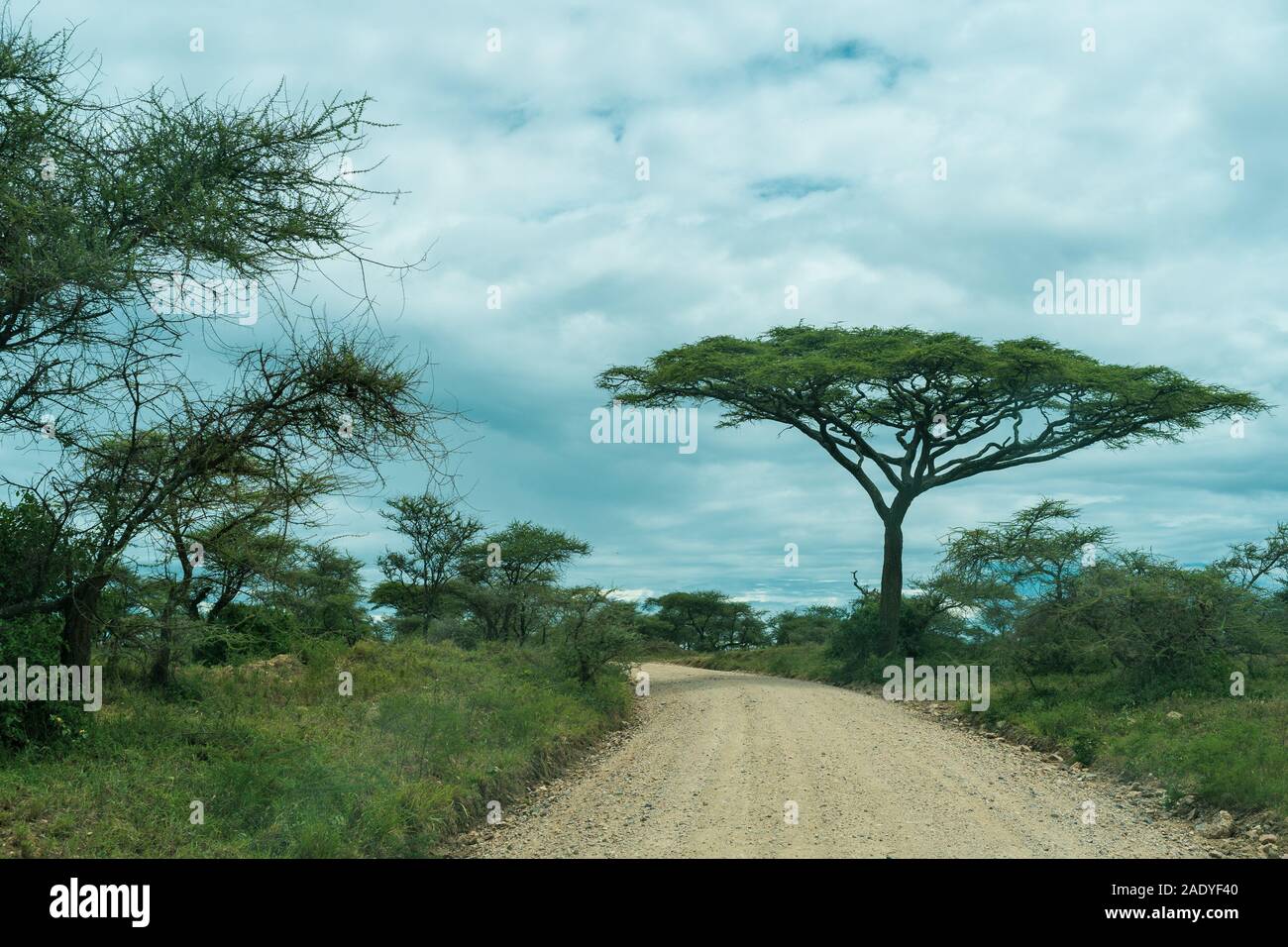 African panorama in Serengeti national park Stock Photo - Alamy