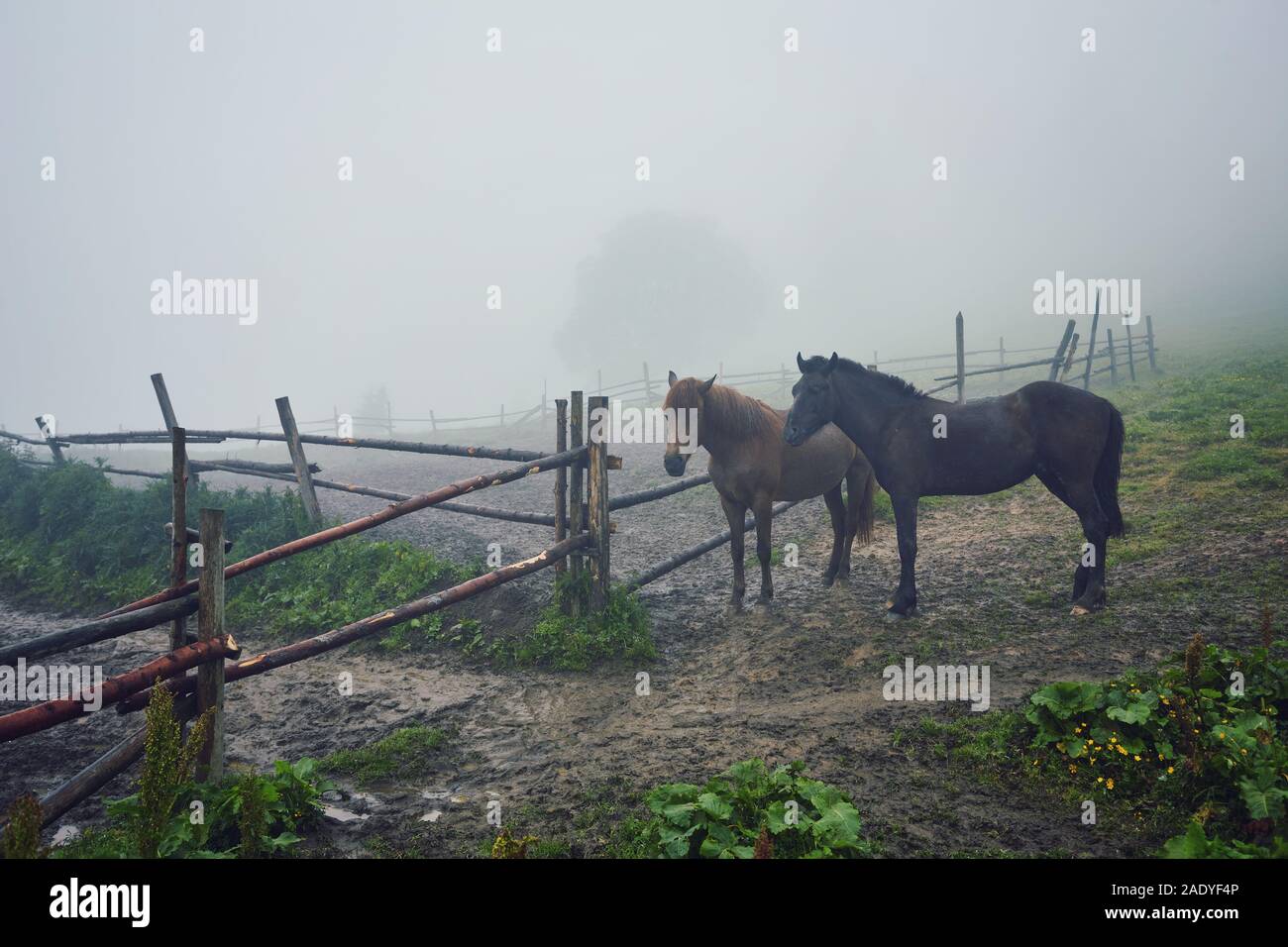 Rural landscape with mist patches hi-res stock photography and images ...