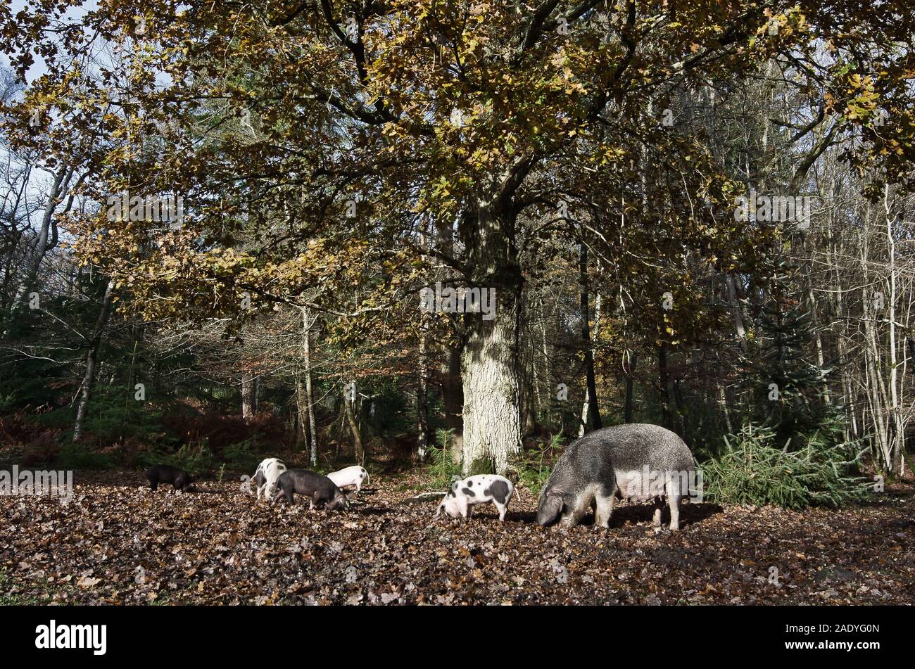 Pigs roaming and eating acorns in the new Forest under a oak in ...