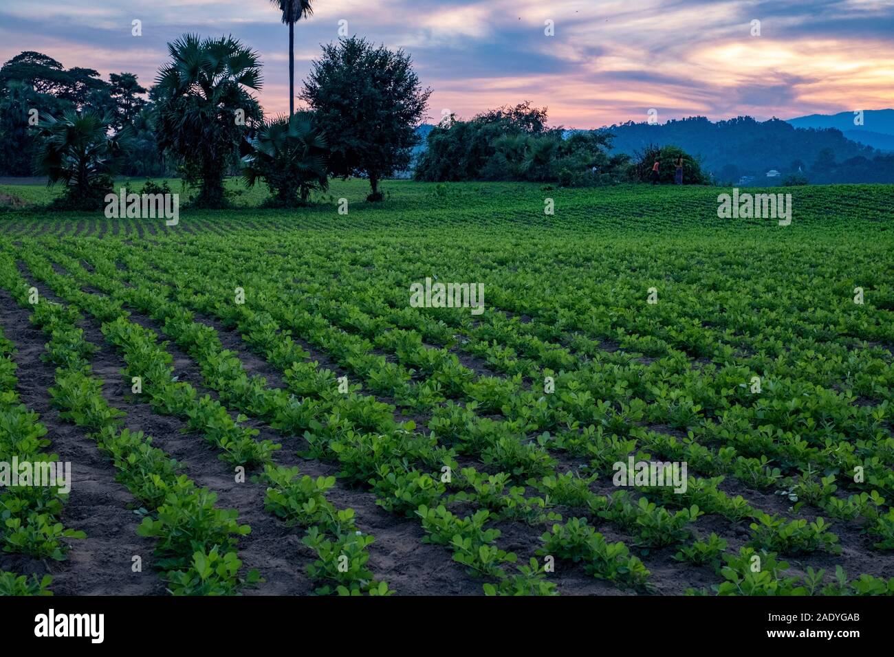 A large field planted with peanut plants along the banks of the ...