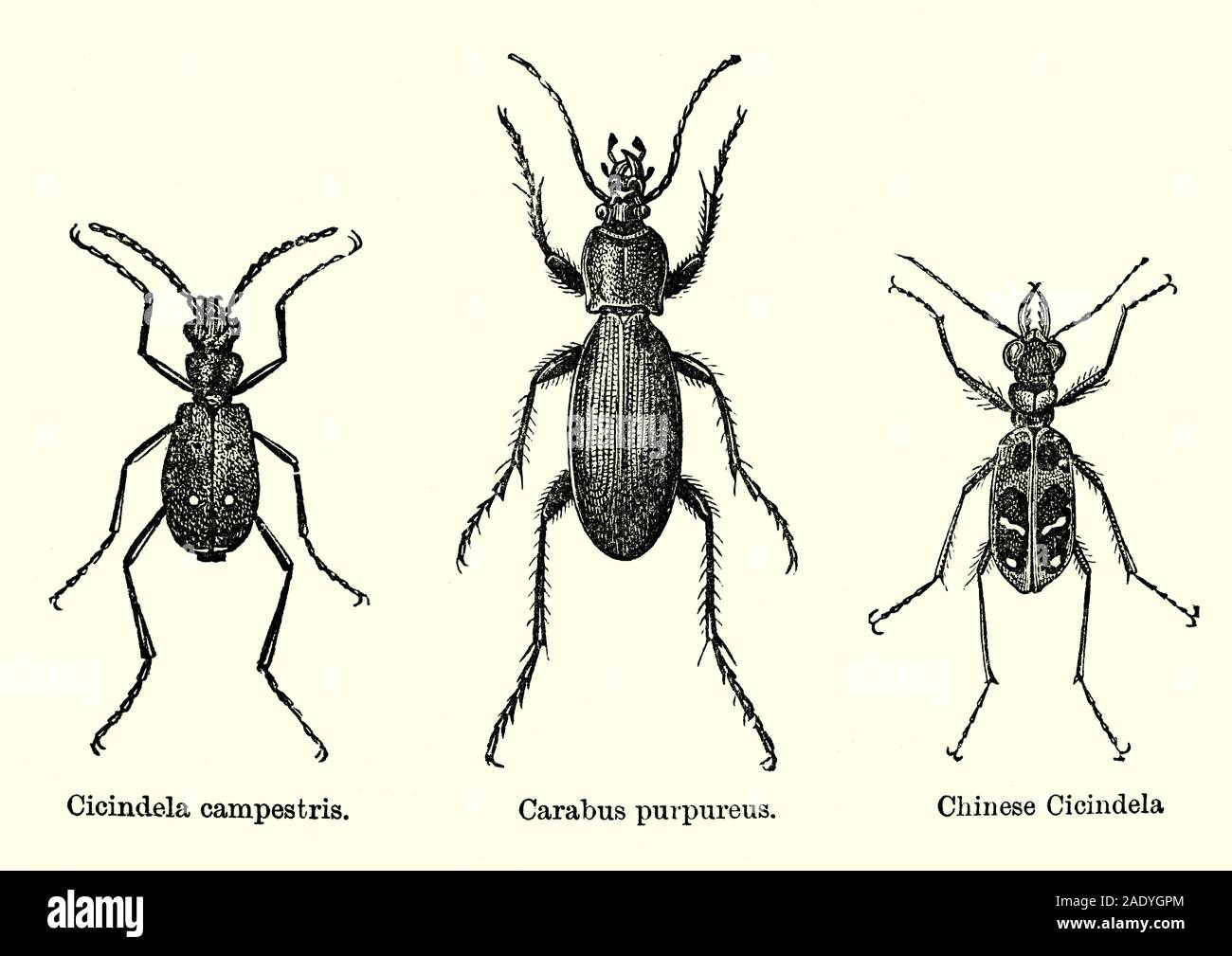 Three beetles that can be called Hunting Insects and commonly known as ...