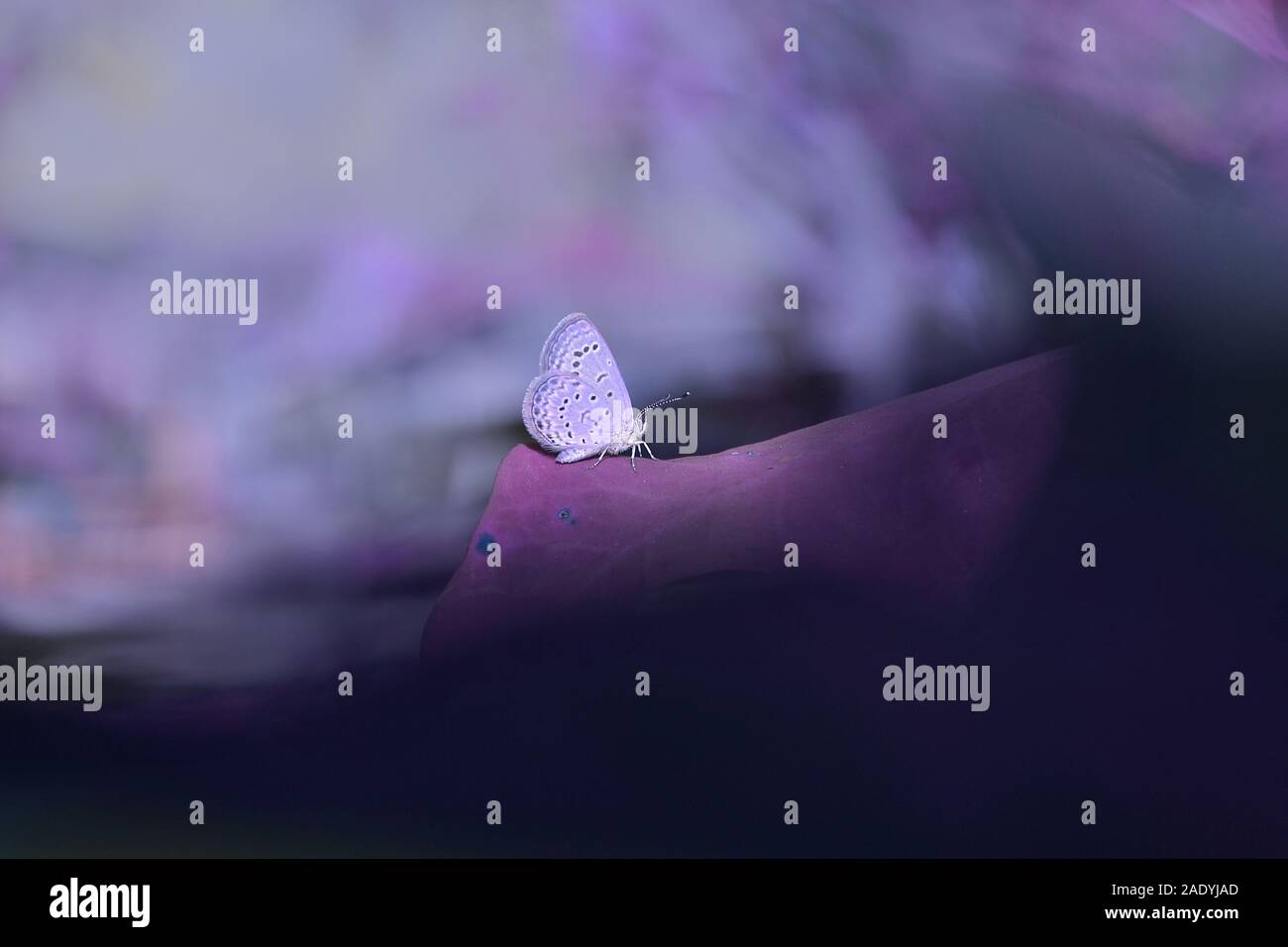 Little butterflies hi-res stock photography and images - Alamy