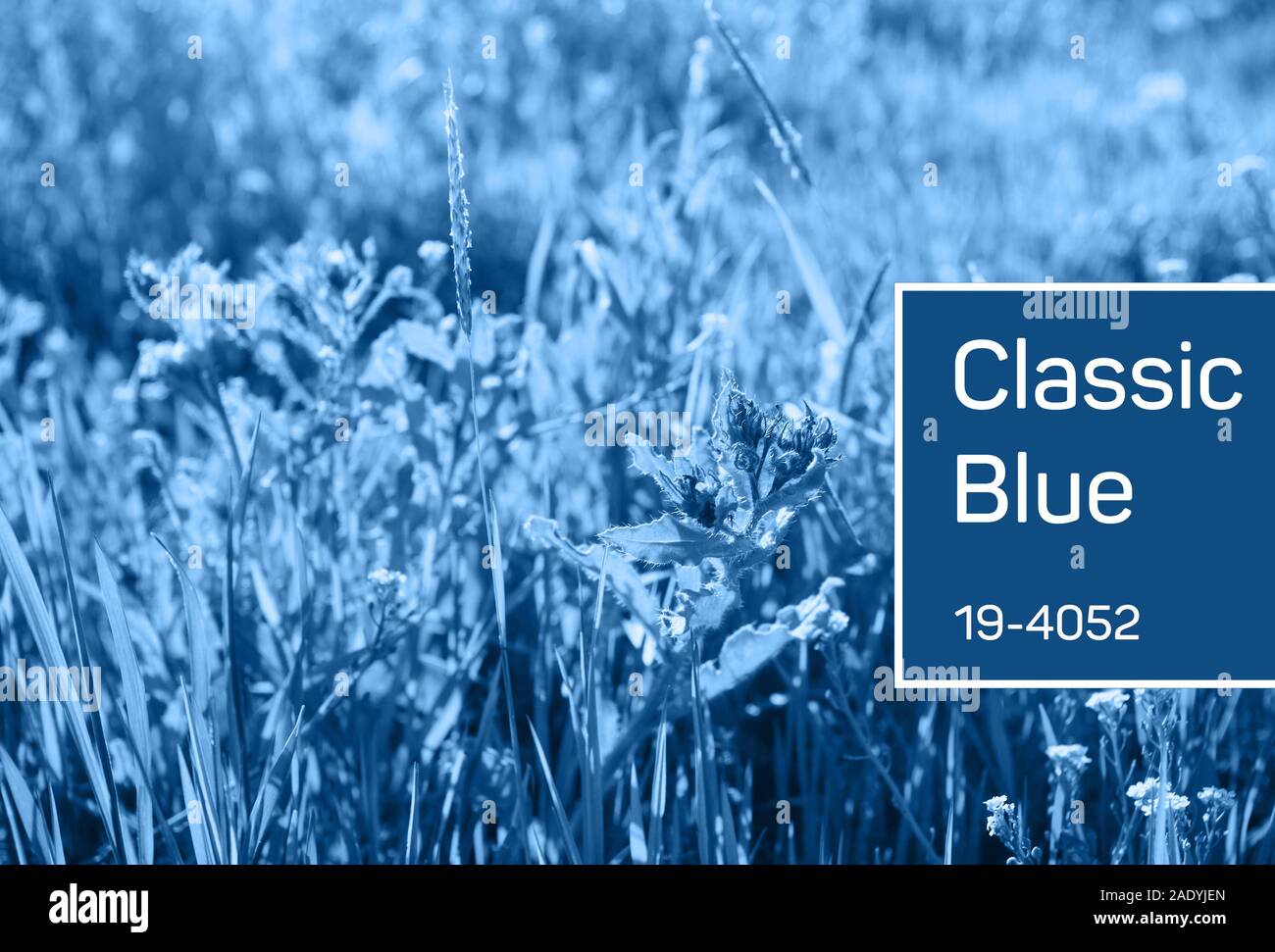 Trendy blue colored beautiful wild meadow with grass and wild flowers ...