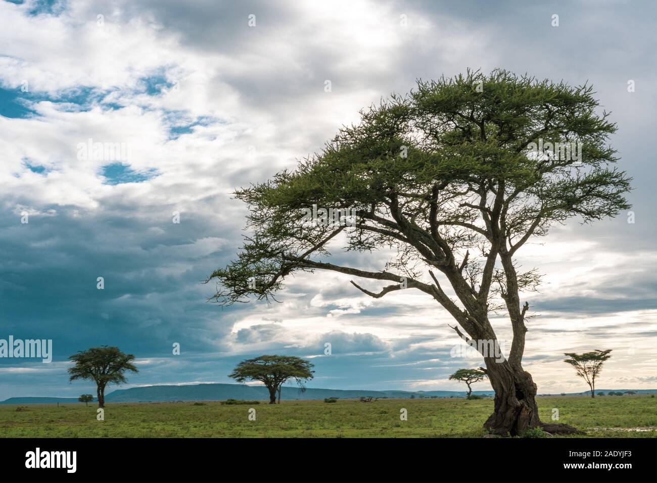 African panorama in Serengeti national park Stock Photo - Alamy