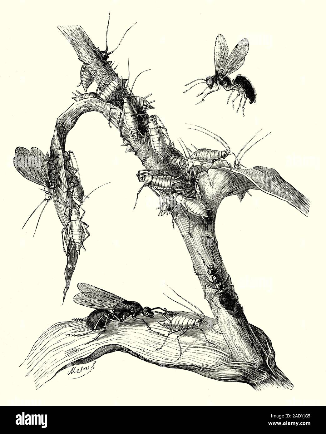 Mutualism Examples Drawing