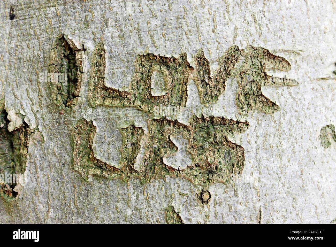 Letters carved into tree hi-res stock photography and images - Alamy