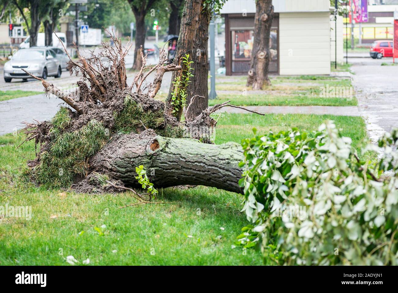 Storm damage. Fallen tree after a storm. Tornado storm damage causes a ...